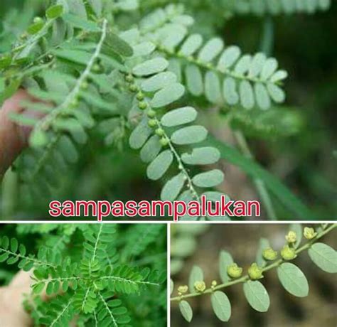 Healthfacts Hepa B Hepa Reactive Hepa B Infection Is