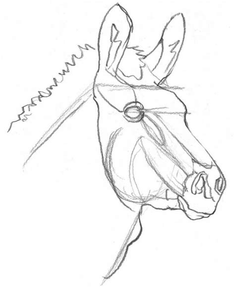 How To Draw A Zebra S Head Step By Step Drawing Tutorial