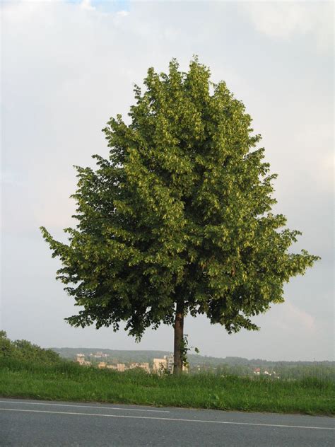 Free Tree Texture Photo Gallery