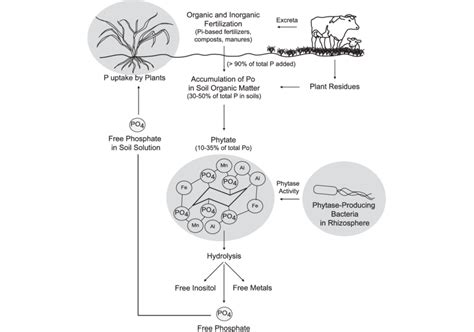 Schematic Illustration Of Free Inorganic Phosphate Po4 Released By