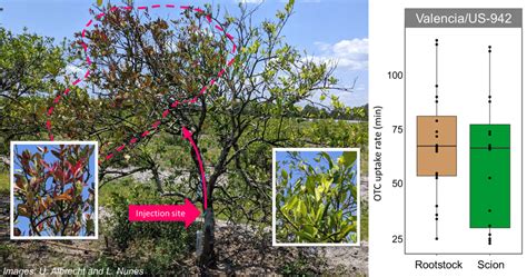trunk injection rootstock vs scion citrus industry magazine