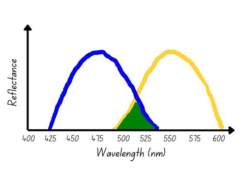 What Color Do Blue And Yellow Make When Mixed