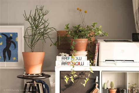 실내식물 키우기 일반상식 관리방법 용어정리 홈가든넷