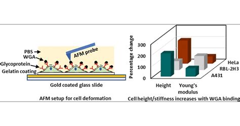 Ligand Binding Induced Cellular Membrane Deformation Is Correlated With The Changes In Membrane