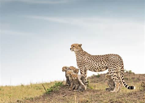 520 Majestic Cheetah Names For The Speedy Feline Animal Hype