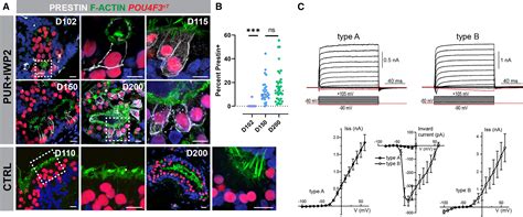 Generating High Fidelity Cochlear Organoids From Human Pluripotent Stem