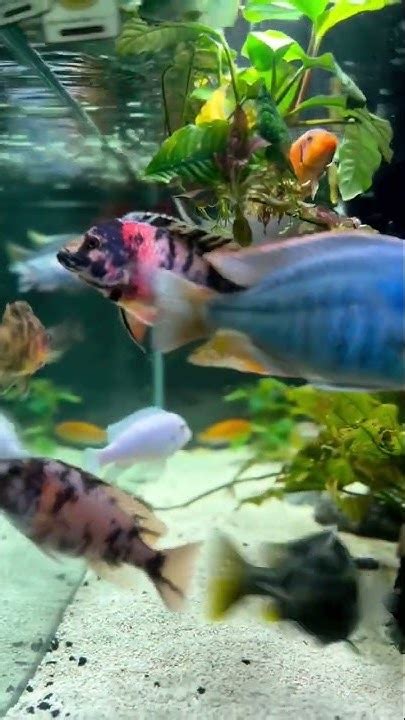 Aquarium Fish Chilotilapia Fish 🐠 Shorts Youtube