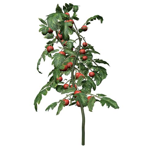 Tomato Plant Collection By Antoniokowatsch