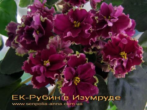 Фиалка ЕК-Рубин в Изумруде