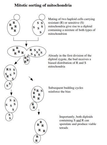 Fungal Genetics Demonstration Mitochondrial Inheritance In Yeast Flashcards Quizlet