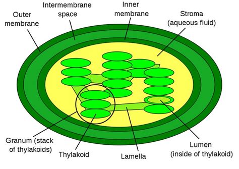 Chloroplasts And Photosynthesis Stroma Chloroplast Chlorophy Ll