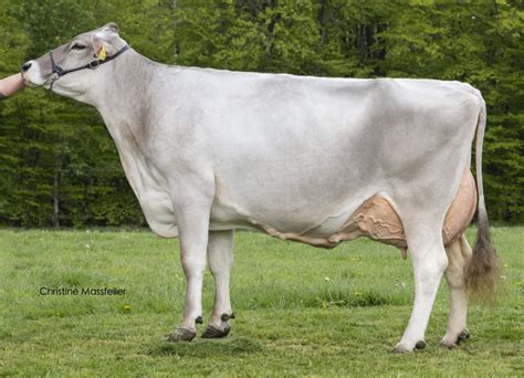 Eurogenes Dairy Breeding 𝐀 𝐒𝐧𝐢𝐜𝐤𝐞𝐫𝐝𝐨𝐨𝐝𝐥𝐞 𝐄𝐗 𝟗𝟒 𝐠𝐢𝐟𝐭 🎁🎶 Polled Visor