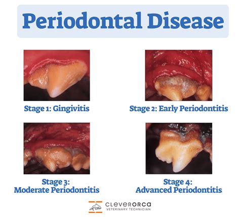 Cat Gingivitis Stages