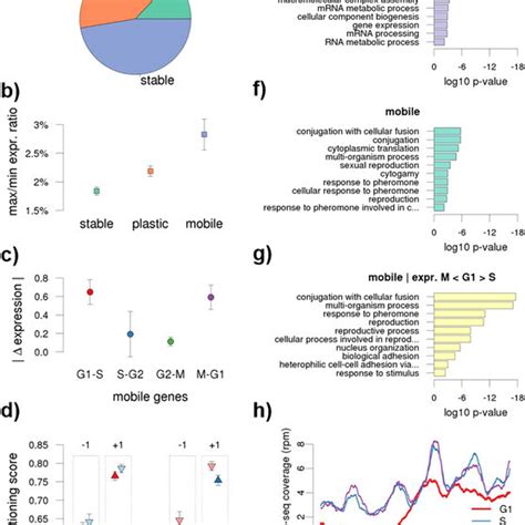 Functional Implications Of Chromatin Dynamics Along Cell Cycle A