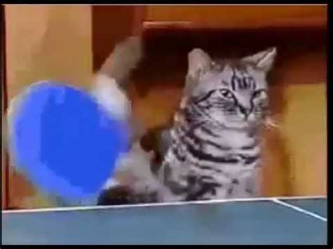 Cats Playing Ping Pong Youtube