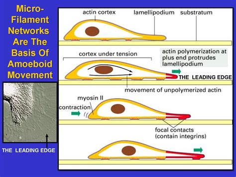 The Cytoskeleton Microfilaments Essential Cell Biology презентация