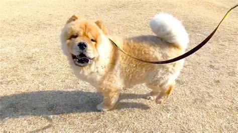 いつもと違う公園に連れて行ってもらえてテンションぶち上がりなチャウチャウ犬 Youtube