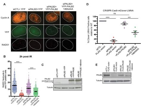 Effect Of A Palb2 Dna Binding Site Mutation On Homologous Download Scientific Diagram
