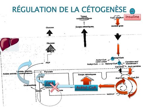 Ppt Metabolisme Des Corps CÉtoniques Powerpoint Presentation Free