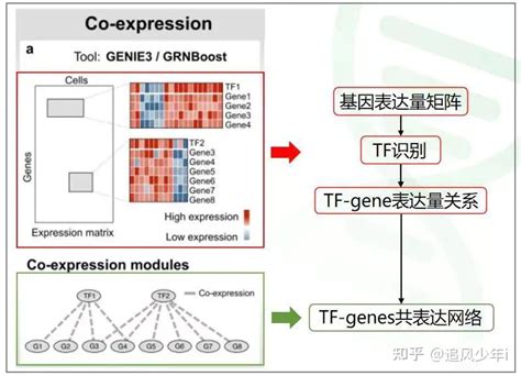 10x单细胞（10x空间转录组）数据分析之转录因子的分析方法与解读 知乎