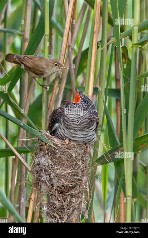 Cuckoo Bird Nest Parasitism