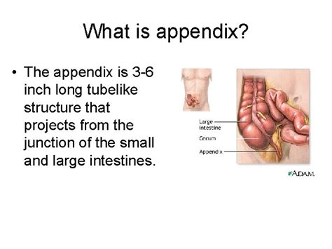 Appendix Removal Rong Li What Is Appendix Why