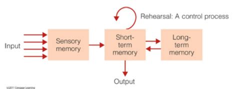 Atkinson Shiffrin Model Flashcards Quizlet