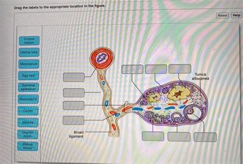 Solved Drag The Labels To The Appropriate Location In The