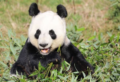 Tickets On Sale Today For Edinburgh Zoos Long Good Bye To Giant Pandas