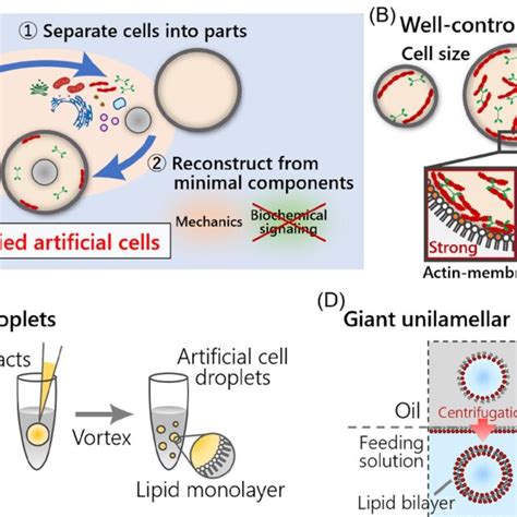 a schematic showing the concept of the artificial cell based approach