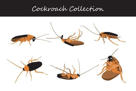 Cockroach Vector Illustration Set Cute Cockroach Isolated On White