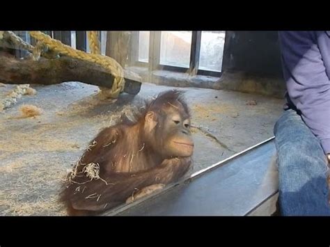 Watch As This Orangutan Doubles Over With Laughter After Witnessing A