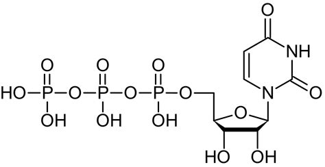 Uridine 5 Triphosphate [utp] Aqueous ，pyrimidine Nucleoside Triphosphate