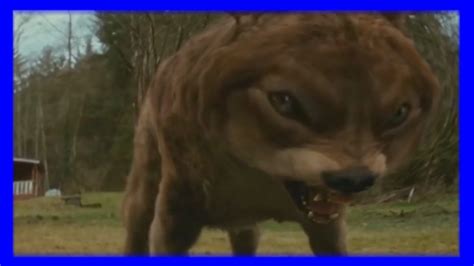 Create Meme Wolf Twilight Jacob Is A Wolf Pictures Meme