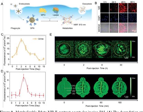 Figure 9 From Semiconducting Polymer Dots For Point Of Care Biosensing And In Vivo Bioimaging A