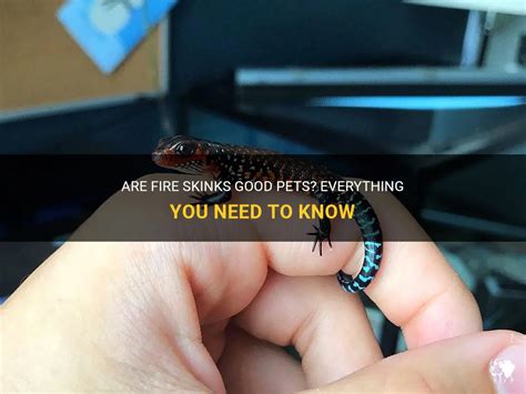Are Fire Skinks Good Pets? Everything You Need To Know | PetShun