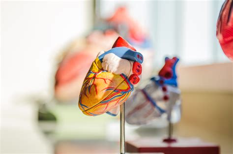 VO2 Max Essentials Part I: What Limits VO2 Max?