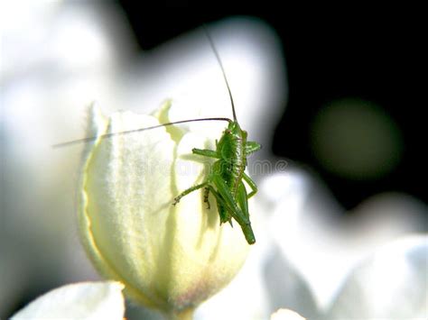 A Tiny Grasshopper Climbing Stock Image Image Of Grasshopper Digital 302903825