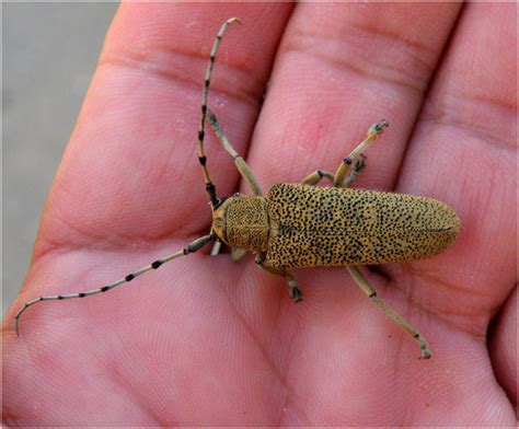 Foto Natura Huesca 2 Saperda Carcharias Saperda Carcharias Saperda Del