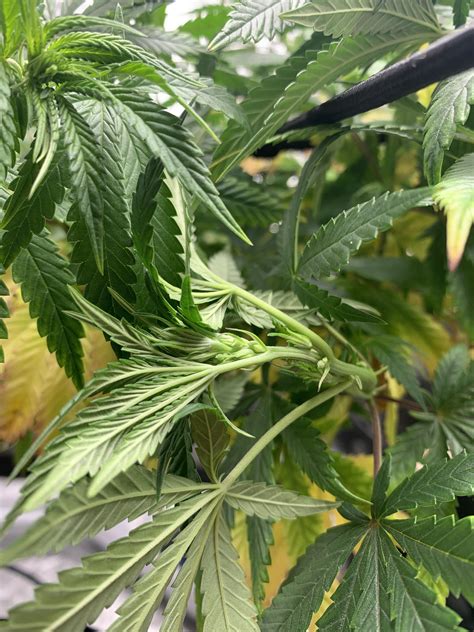 Sex Identification R Microgrowery