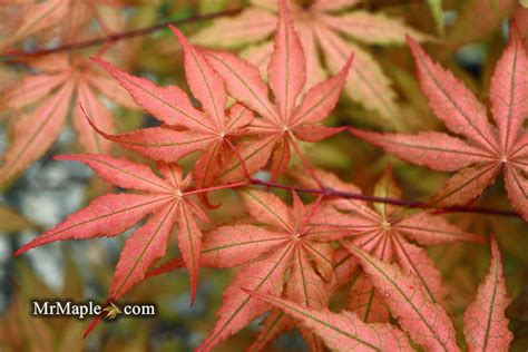 Buy Acer Palmatum Uncle Ghost Japanese Maple — Mr Maple │ Buy Japanese Maple Trees
