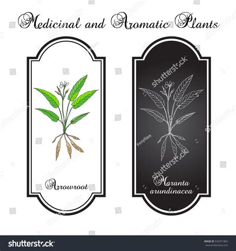 West Indian Arrowroot Maranta Arundinacea Obedience Stock Vector