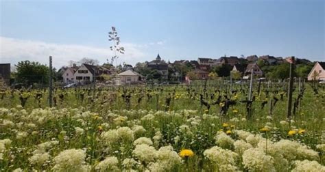 5월 유럽 렌트카 여행 프랑스 알자스 편 화이트 와인의 고장 알자스와 포도밭 마을 리크위르 네이버 블로그