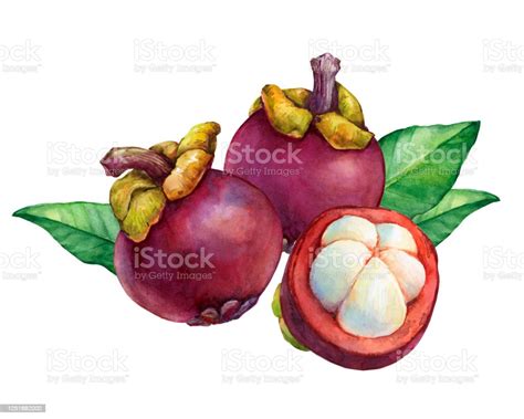 열대 과일 신선한 보라색 망고스틴 전체와 잎반 흰색 배경에 고립 된 손으로 그린 수채화 그림 그림 0명에 대한 스톡 벡터 아트 및 기타 이미지 Istock
