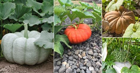 47 Different Types Of Pumpkin Varieties Balcony Garden Web