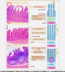 Small Intestine Histology Jejunum Labels Histology Slide Artofit