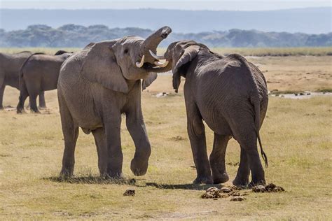 25 Facts About Reproductive Behavior