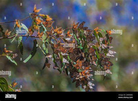 Monarch Butterflies Danaus Plexippus Wintering In A Dense