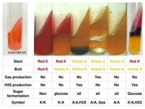 Biochemical Tests