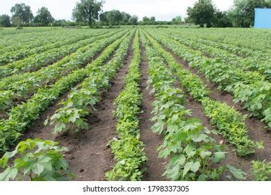 Hundred Intercropping Mixed Cropping Royalty Free Images Stock Photos Pictures Shutterstock
